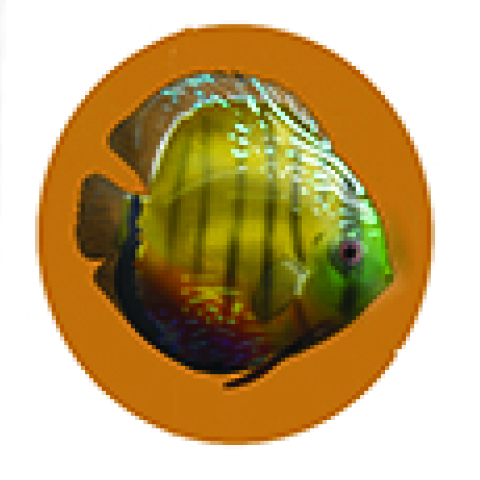 Dazzling Discus – My Favorite Animals ABC