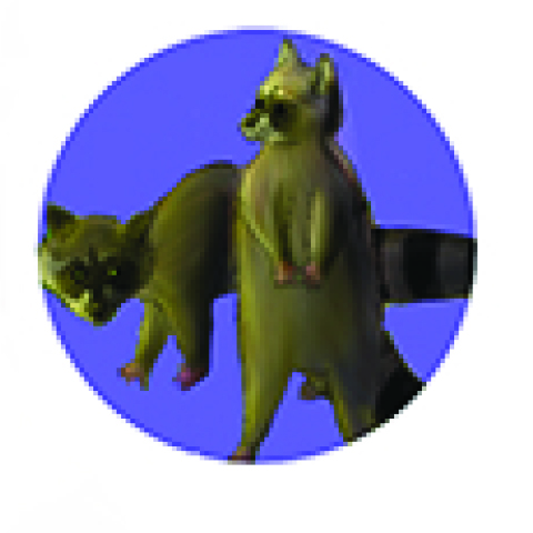 Rad Raccoons – My Favorite Animals ABC