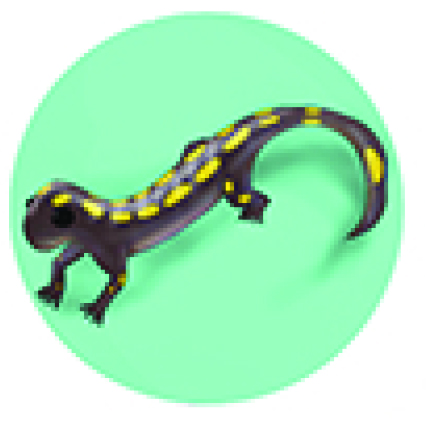 Swell Salamanders – My Favorite Animals ABC
