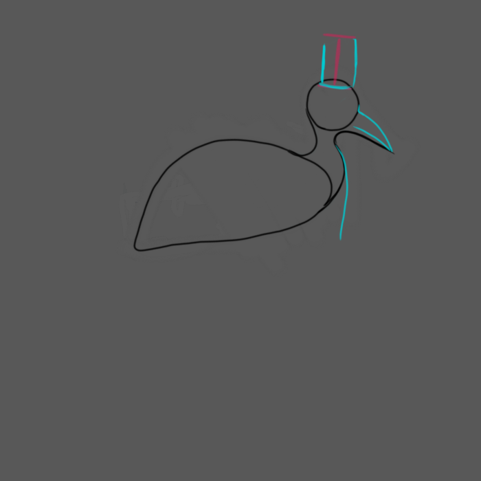 How to draw an adult Cassowary – My Favorite Animals ABC