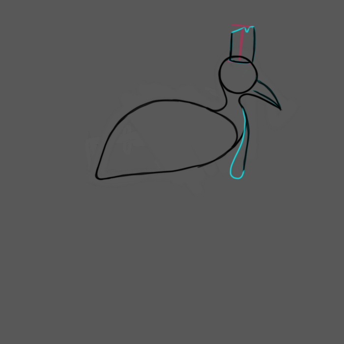 How to draw an adult Cassowary – My Favorite Animals ABC
