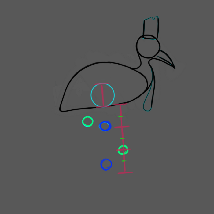 How to draw an adult Cassowary – My Favorite Animals ABC