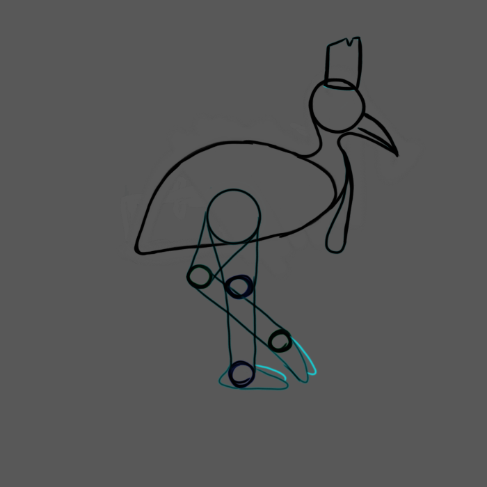 How to draw an adult Cassowary – My Favorite Animals ABC