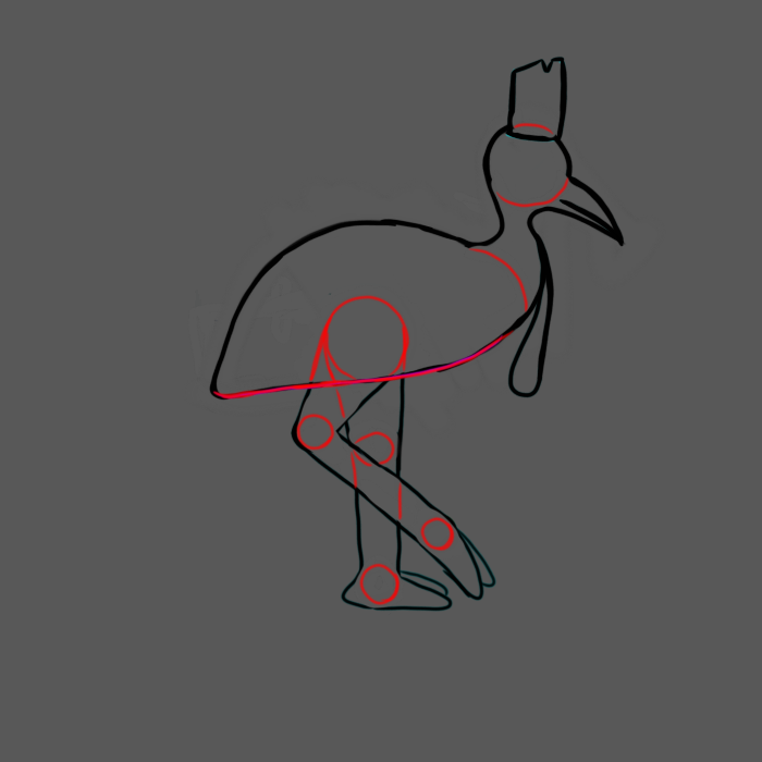 How to draw an adult Cassowary – My Favorite Animals ABC